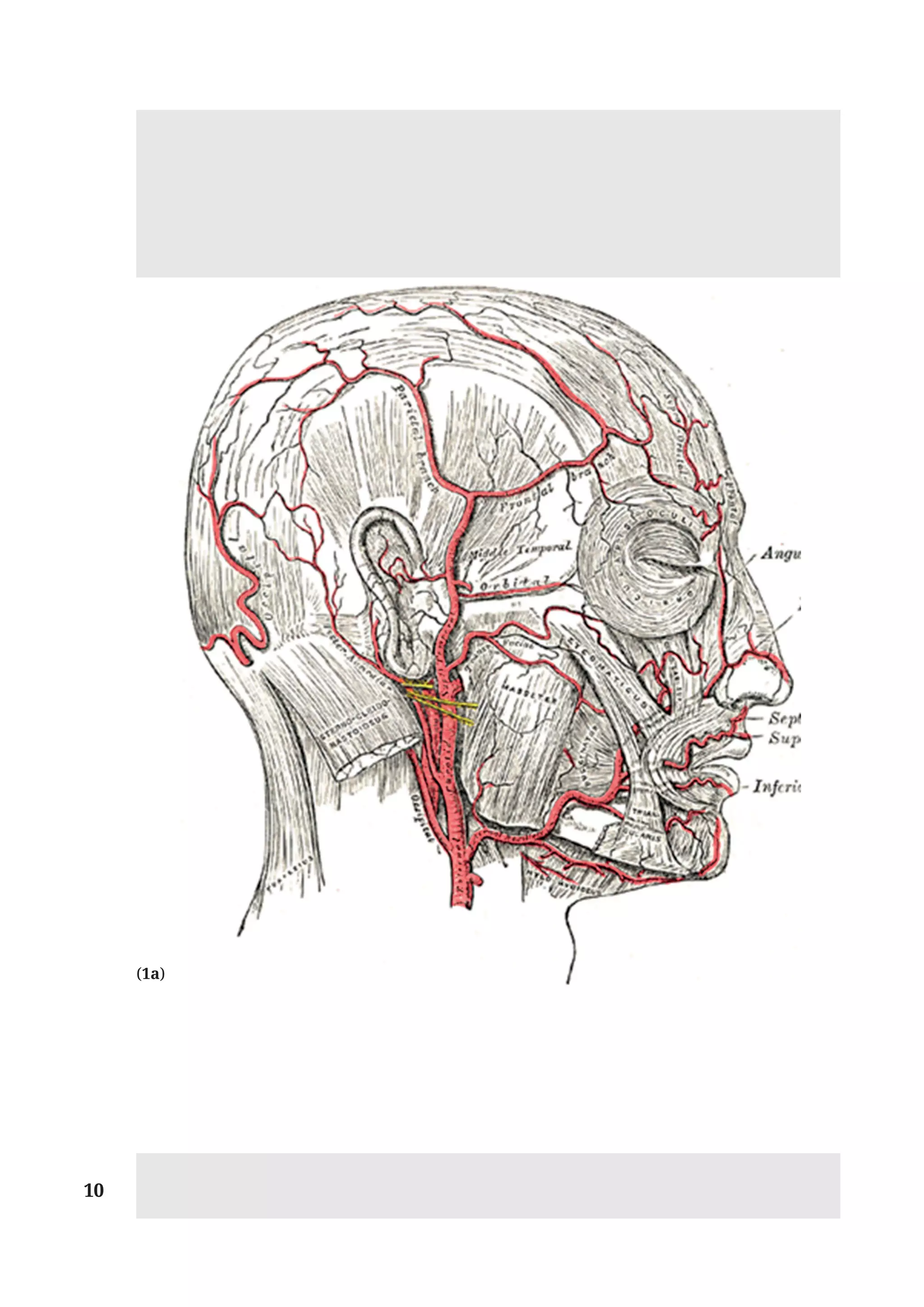 Atlas of ultrasound application in large vessel vasculitis giant cell ...