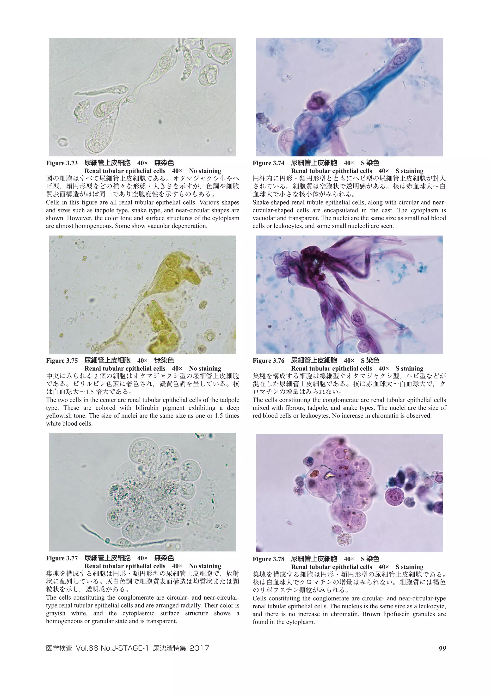 Atlas of urinary_sediment | PDF