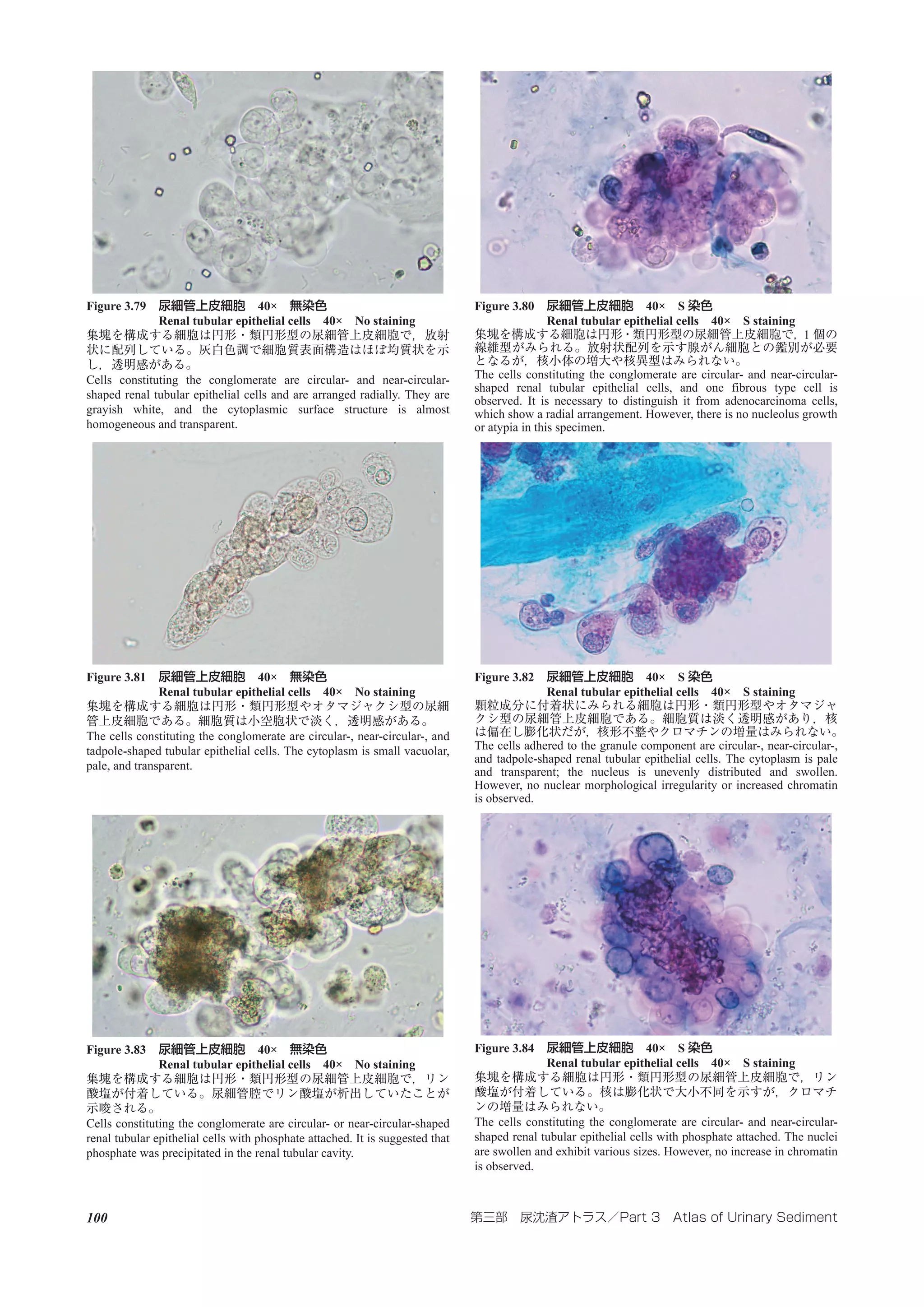 Atlas of urinary_sediment | PDF