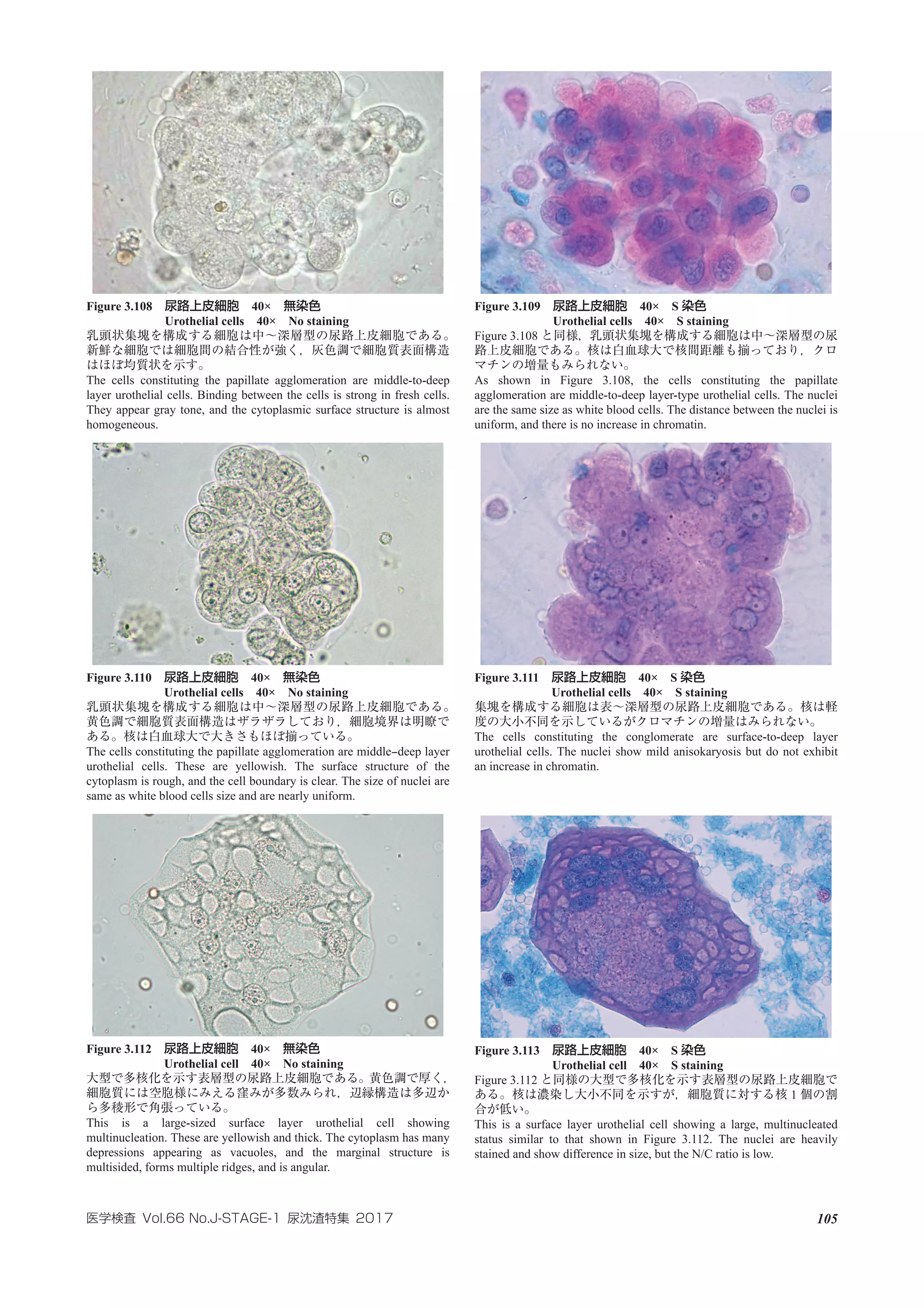 Atlas of urinary_sediment | PDF