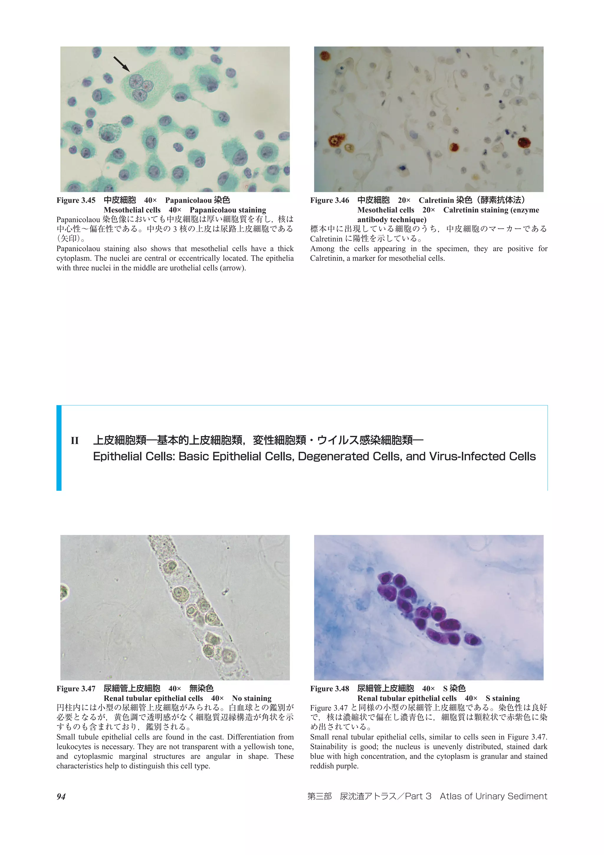 Atlas of urinary_sediment | PDF