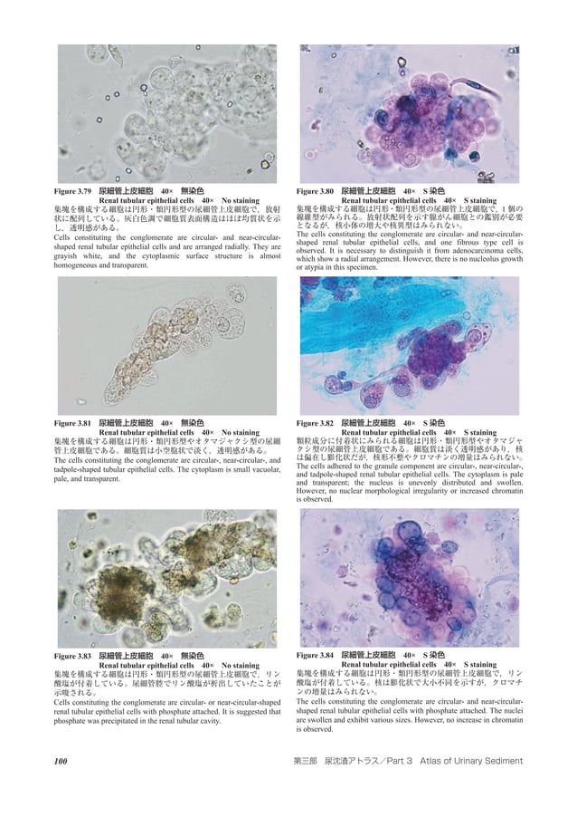 Atlas of urinary_sediment | PDF