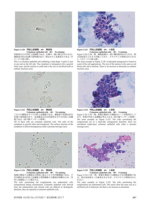 Atlas of urinary_sediment | PDF