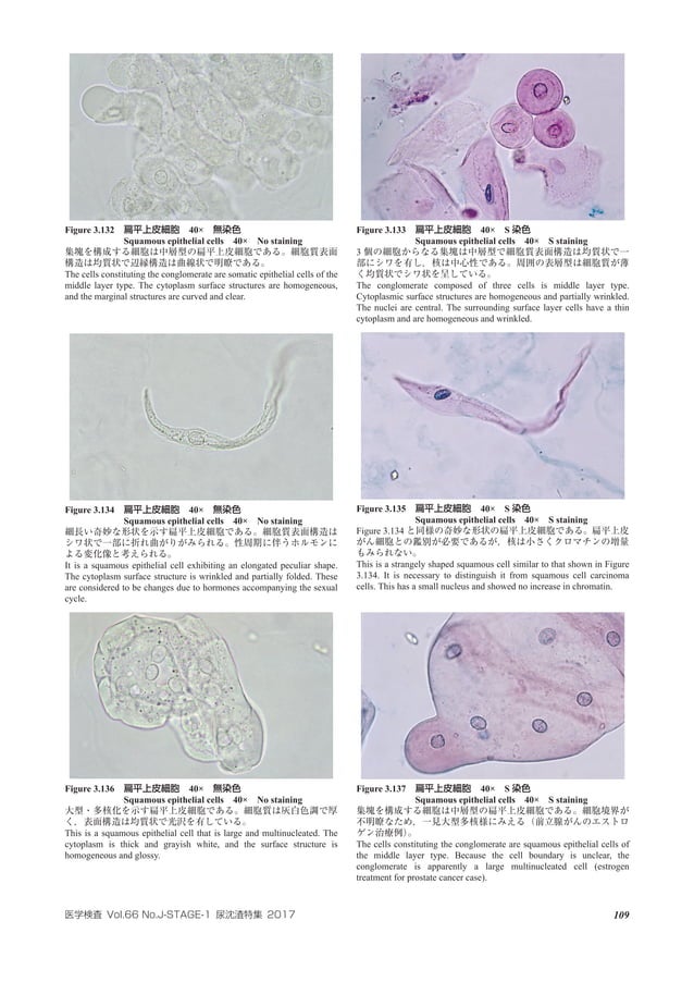 Atlas of urinary_sediment | PDF