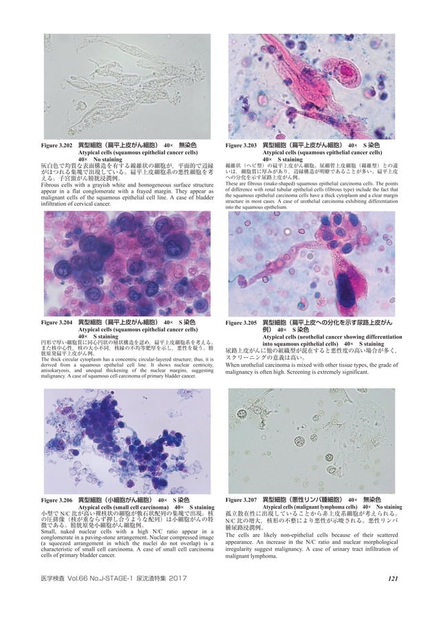 Atlas of urinary_sediment | PDF