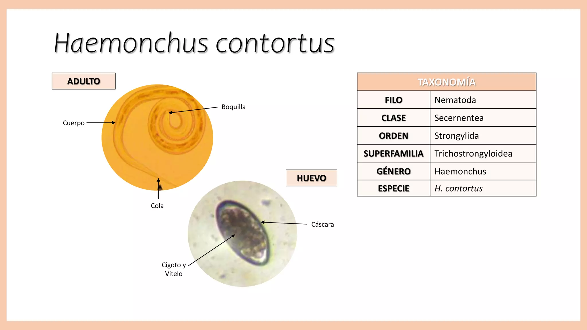 ATLAS PARASITOLÓGICO OVINOS Y CAPRINOS VI - GRUPO 5.pptx