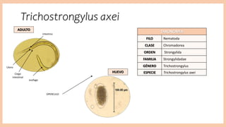 ATLAS PARASITOLÓGICO OVINOS Y CAPRINOS VI - GRUPO 5.pptx | Biological ...