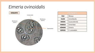 Atlas ParasitolÓgico Ovinos Y Caprinos Vi Grupo 5 Pptx