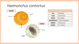 ATLAS PARASITOLÓGICO OVINOS Y CAPRINOS VI - GRUPO 5.pptx