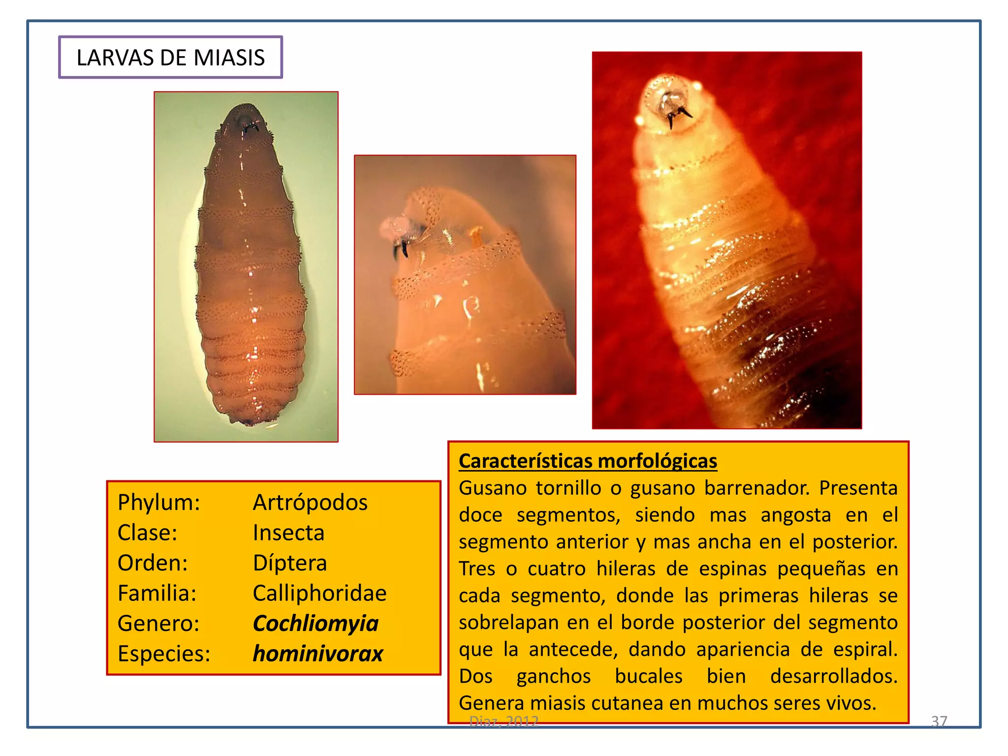 Atlas De Parasitologia Veterinaria Pdf
