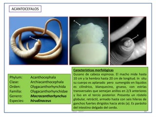 Atlas de parasitologia veterinaria | PDF