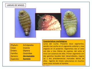 Atlas de parasitologia veterinaria | PPT
