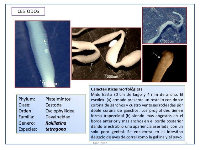 Atlas de parasitologia veterinaria