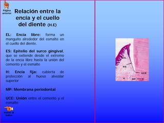 histología bucal | PDF