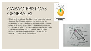 Atlas Parte 2 Giardia, Trichomonas tenax, hominis, vaginales | PPTX