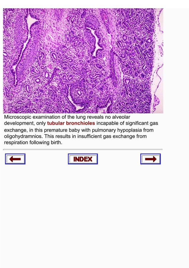 Atlas pediatric perinatal pathology | PDF | Pregnancy | Reproductive Health