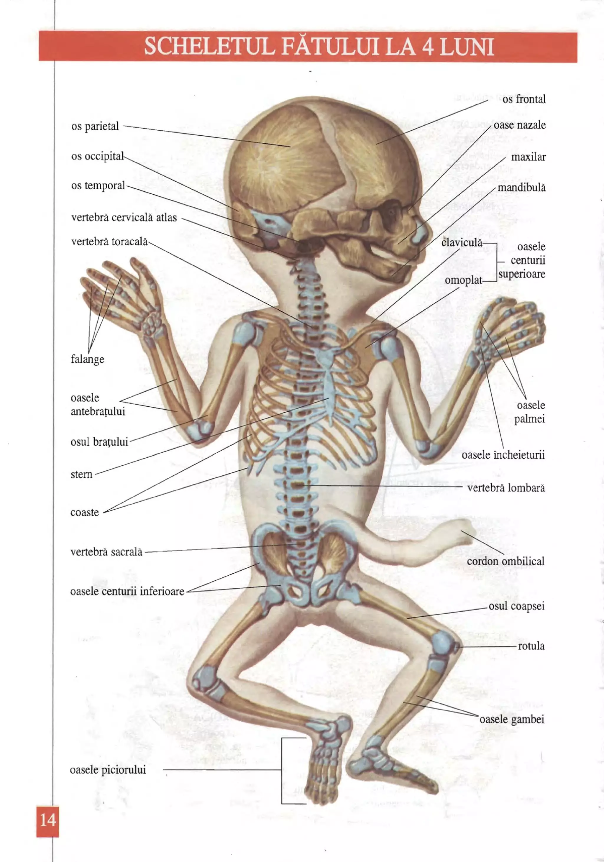 Atlas scolar anatomie- | PDF