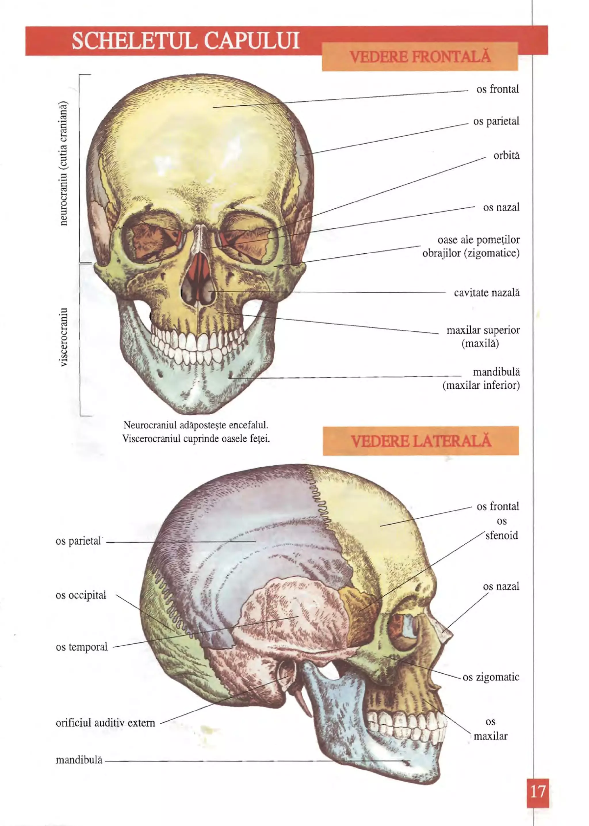Atlas scolar anatomie- | PDF