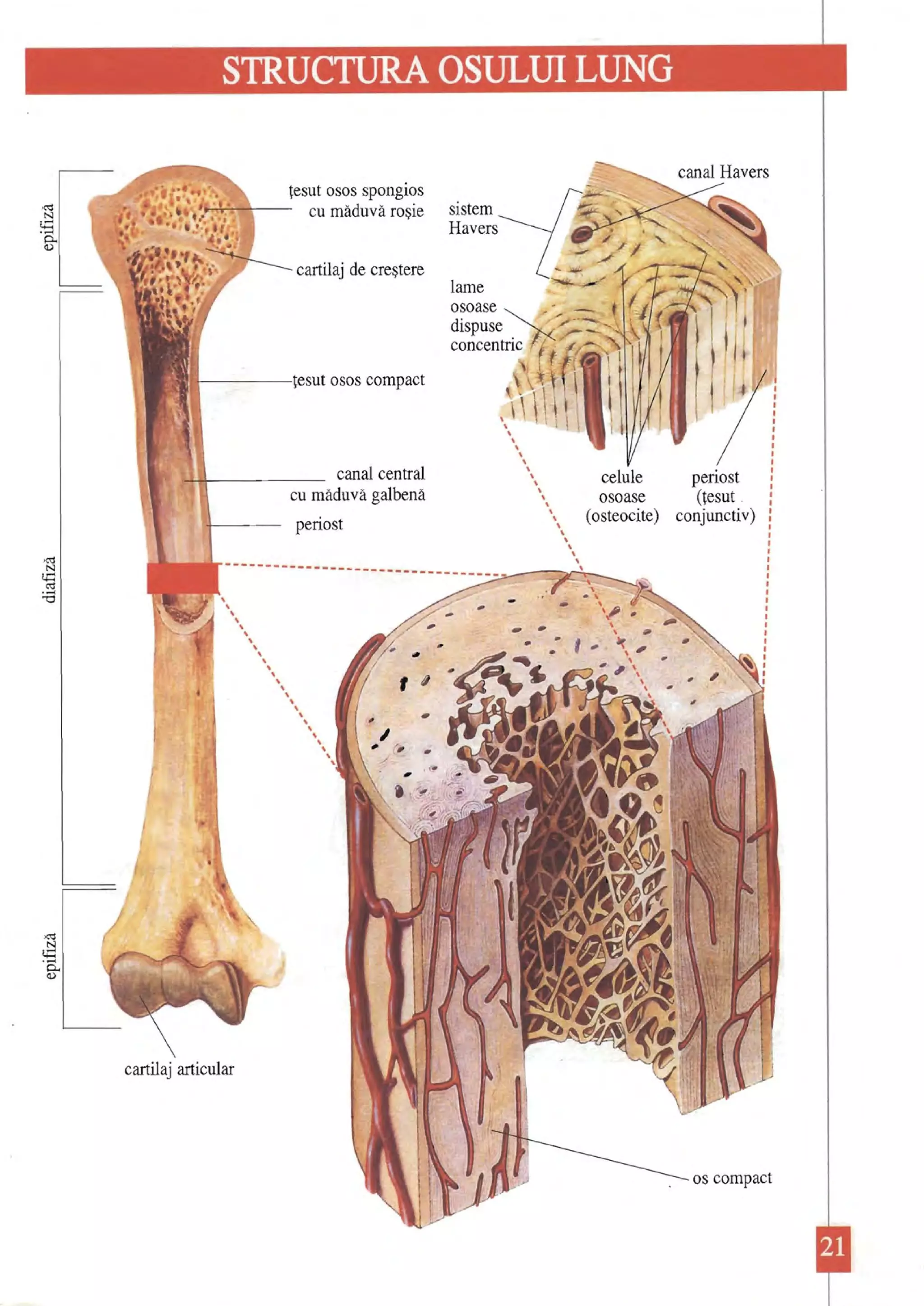 Atlas scolar anatomie- | PDF