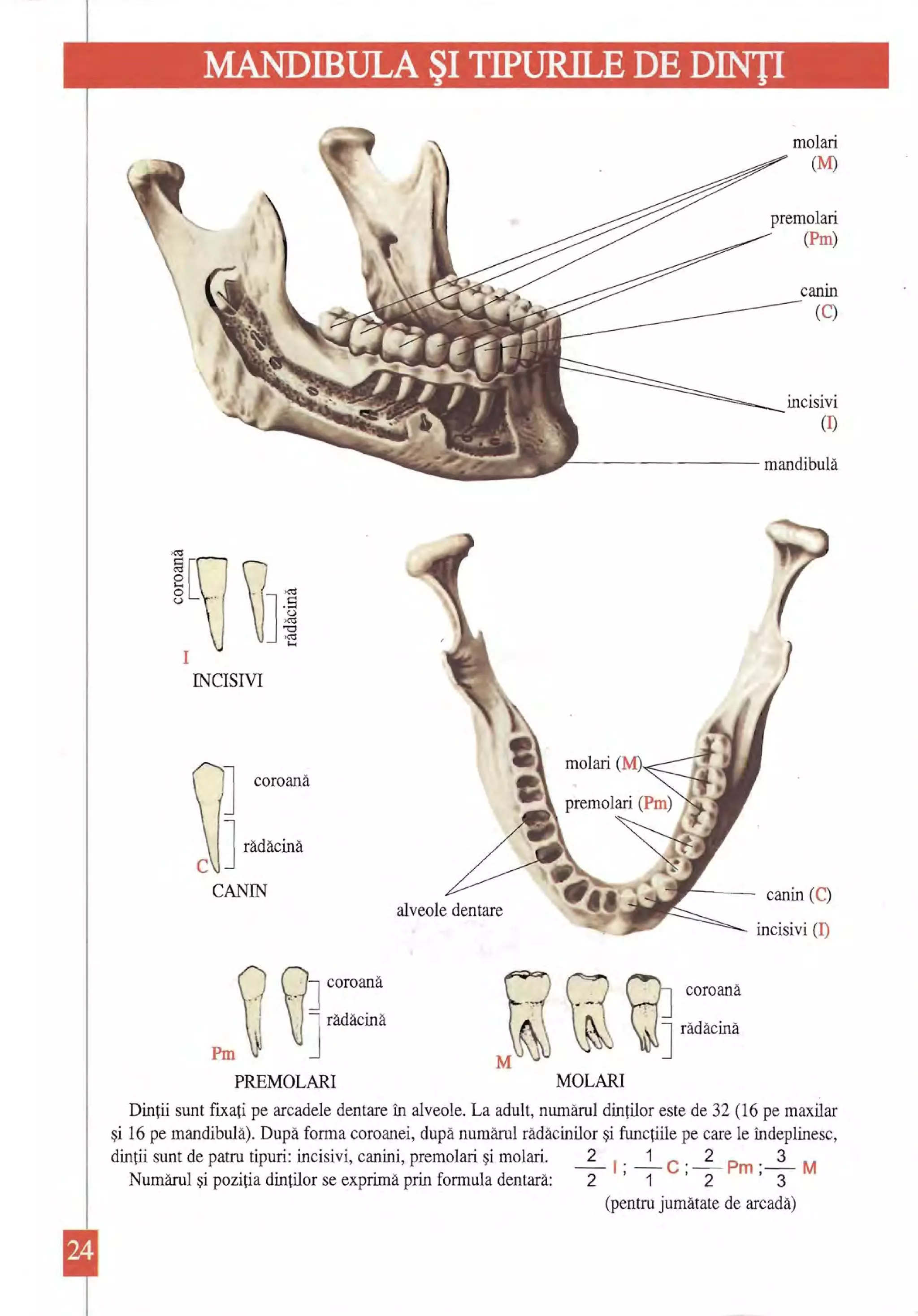 Atlas scolar anatomie- | PDF