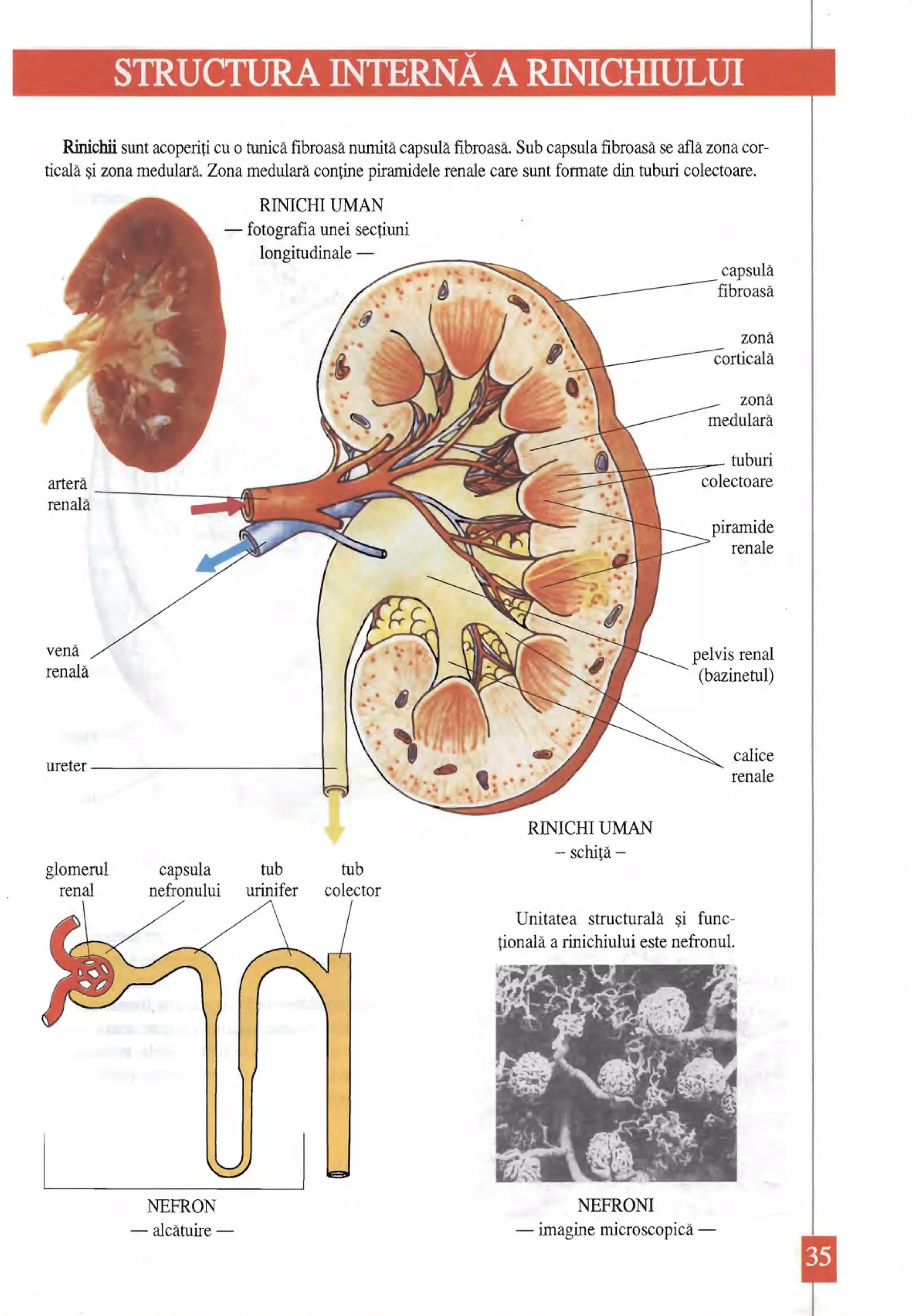 Atlas scolar anatomie- | PDF