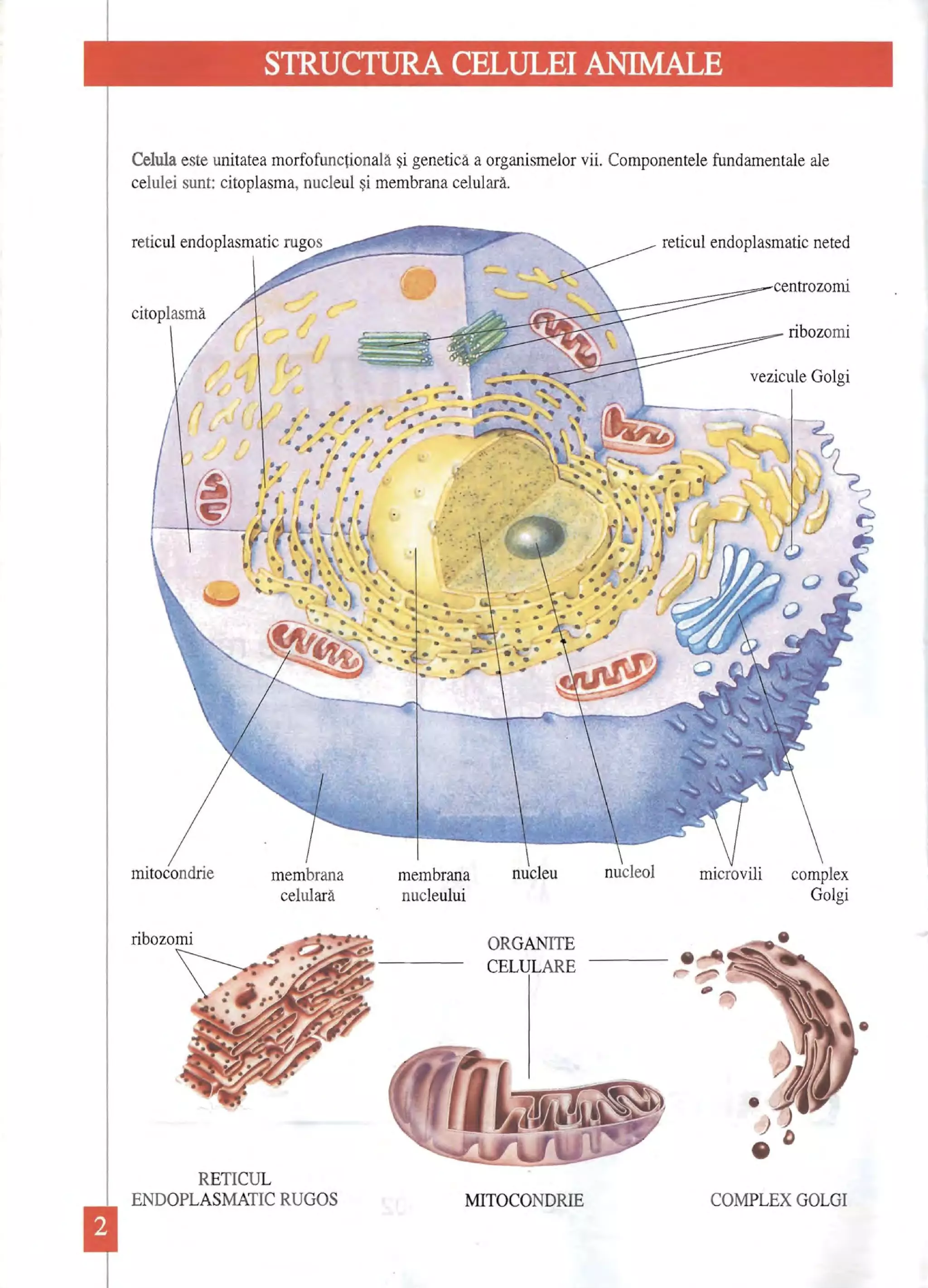 Atlas scolar anatomie- | PDF