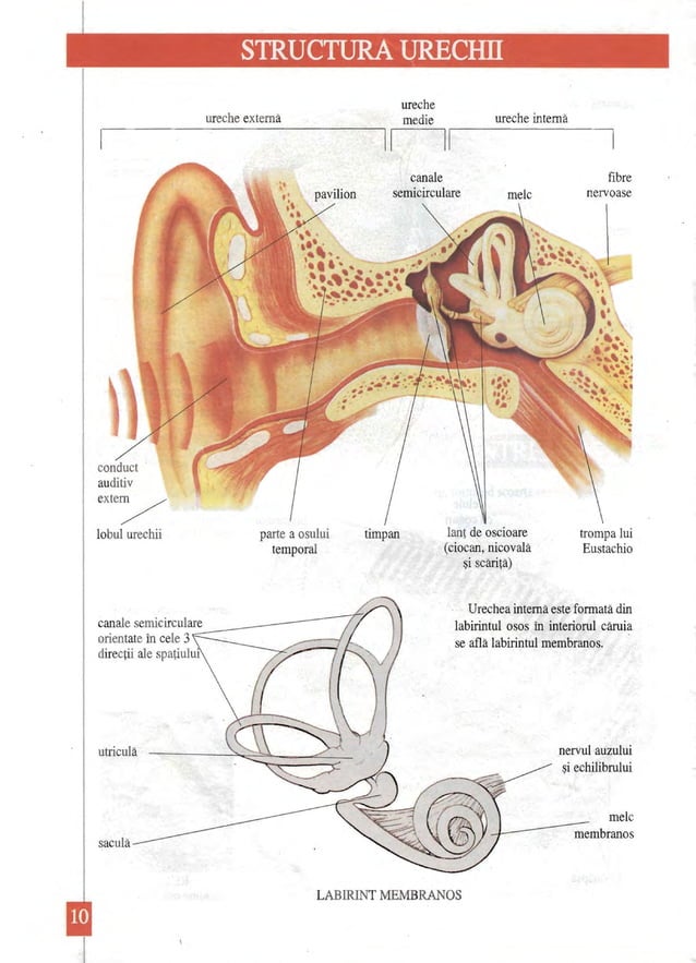 Atlas scolar anatomie- | PDF