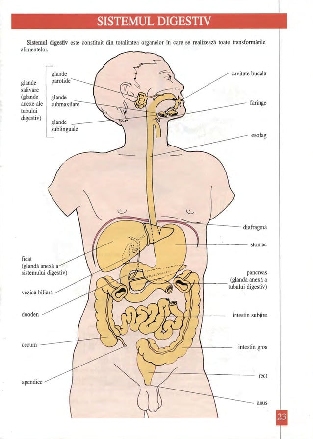 Atlas scolar anatomie- | PDF