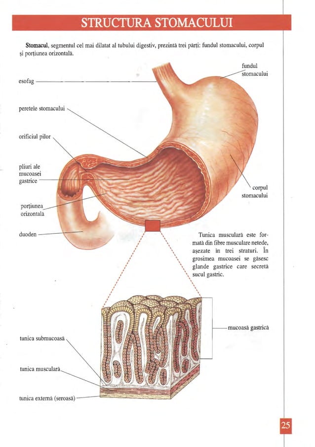 Atlas scolar anatomie- | PDF