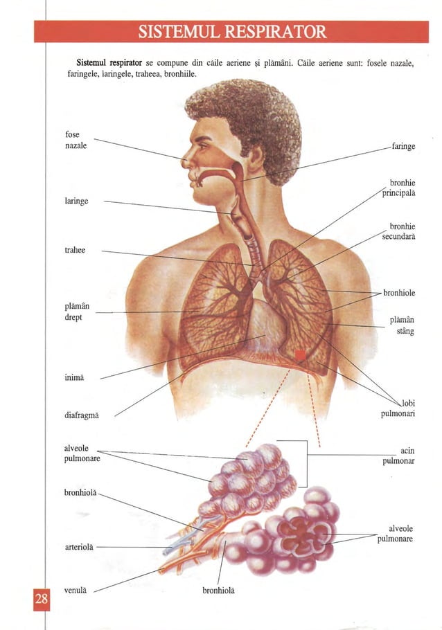 Atlas scolar anatomie- | PDF