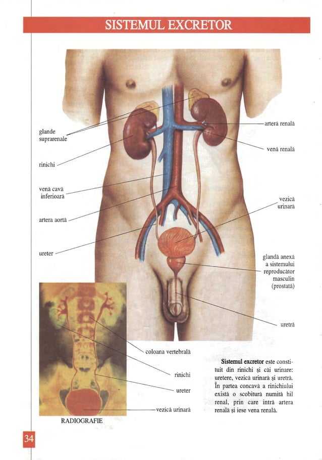 Atlas scolar anatomie- | PDF