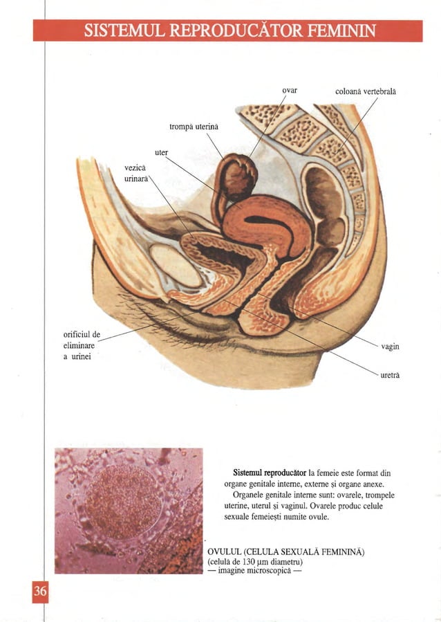 Atlas scolar anatomie- | PDF