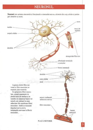Atlas scolar anatomie- | PDF