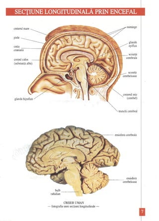 Atlas scolar anatomie- | PDF