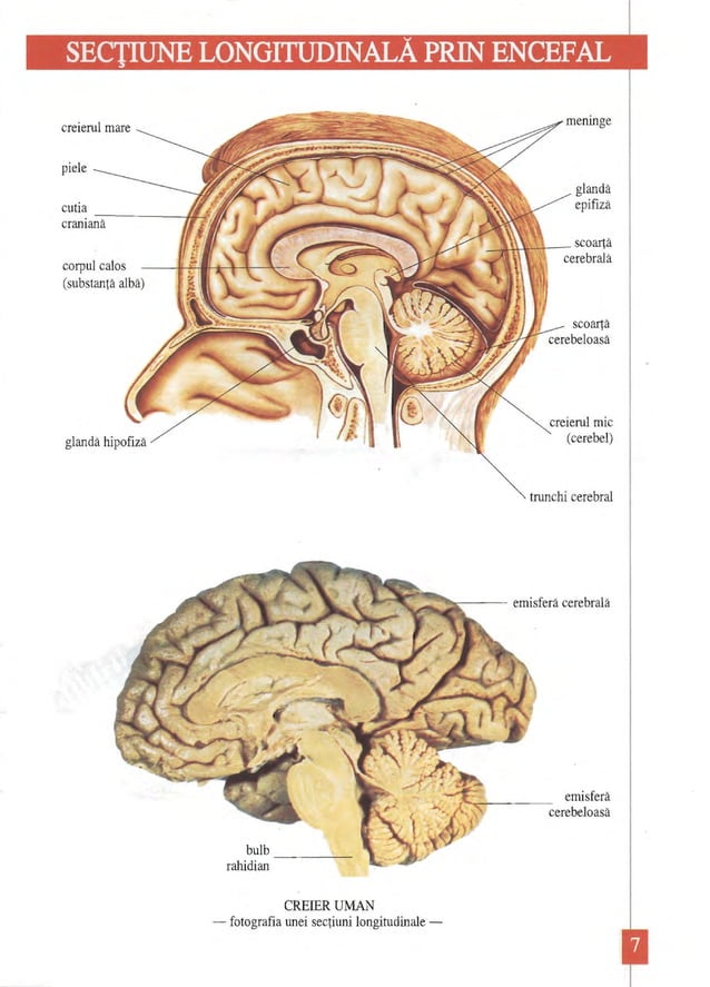 Atlas scolar anatomie- | PDF