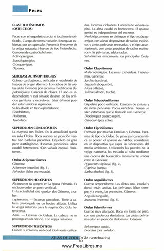 Atlas_Tematico_Zoologia_Vertebrados_B_Lu (1).pdf
