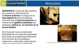 Articulación Temporomandibular anatomía y función | PPTX