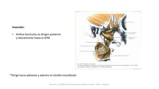 Anatomia de la Articulación TemporomandibularATM.pptx