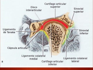 Anatomía de la ATM | PPT