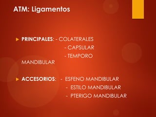 Anatomía de la ATM | PDF