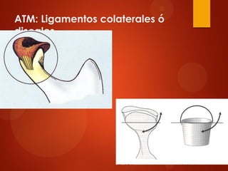 Anatomía de la ATM | PDF