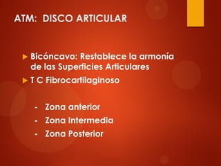 Anatomía de la ATM | PDF