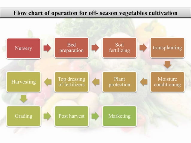 off season vegetable production | PPTX