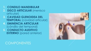 Articulacion Temporomandibular ATM | PPTX