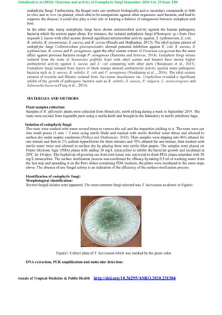 Molecular detection and antimicrobial activity of Endophytic fungi isolated from a medical plant ...