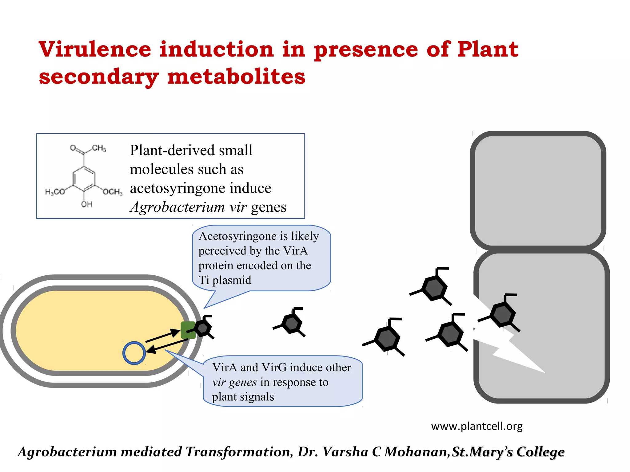 Biotechnology:Agrobacterium mediated Transformation | PPT