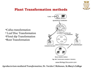 Biotechnology:Agrobacterium mediated Transformation | PPT | Biotech and ...