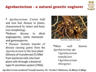 Biotechnology:Agrobacterium mediated Transformation | PPT | Biotech and Biomedical Industry ...
