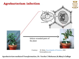 Biotechnology:Agrobacterium mediated Transformation | PPT | Biotech and Biomedical Industry ...