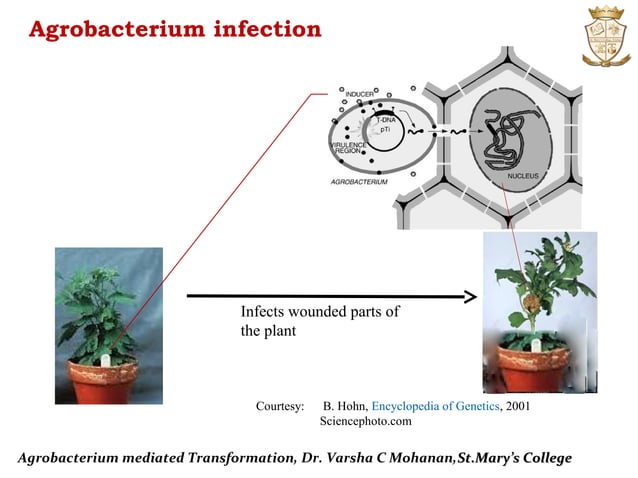 Biotechnology:Agrobacterium mediated Transformation | PPT | Biotech and ...